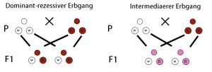 Mendelsche Regeln einfach erklärt (1., 2. und 3. Regel)